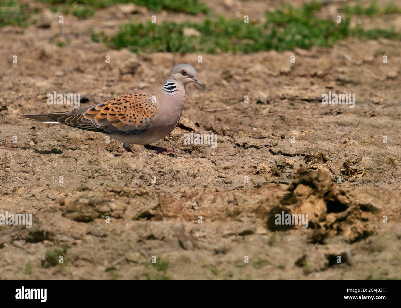 A wild Turtle Dove (Streptopelia turtur) feeding on the ground ...
