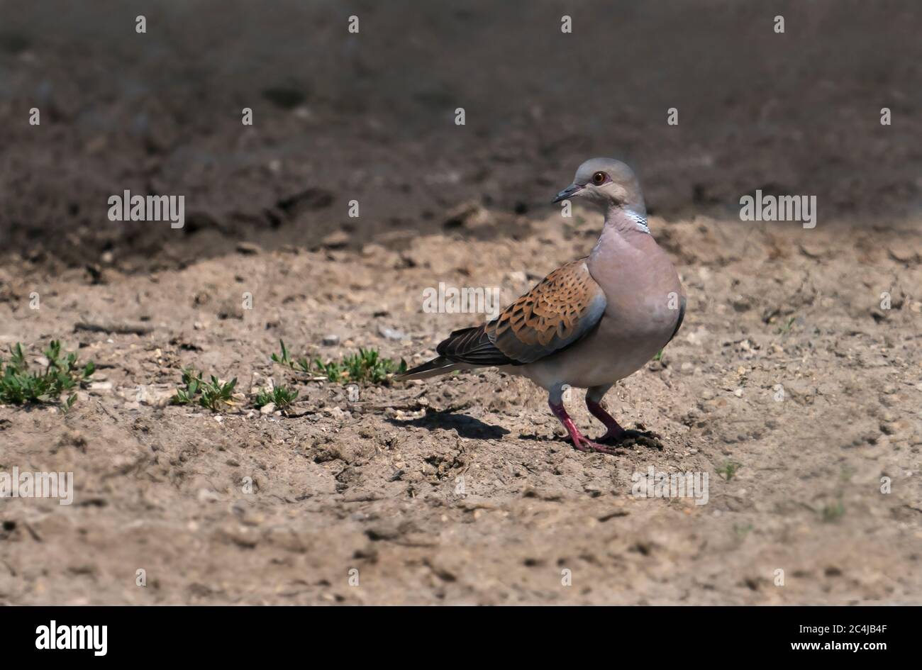 Turtle dove bird hi-res stock photography and images - Alamy
