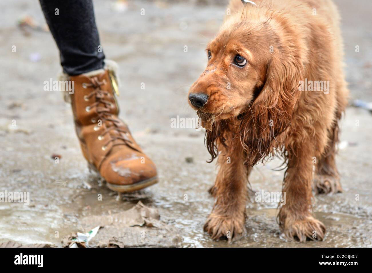 Sad unhappy dog stands on the ground in the mud Stock Photo - Alamy