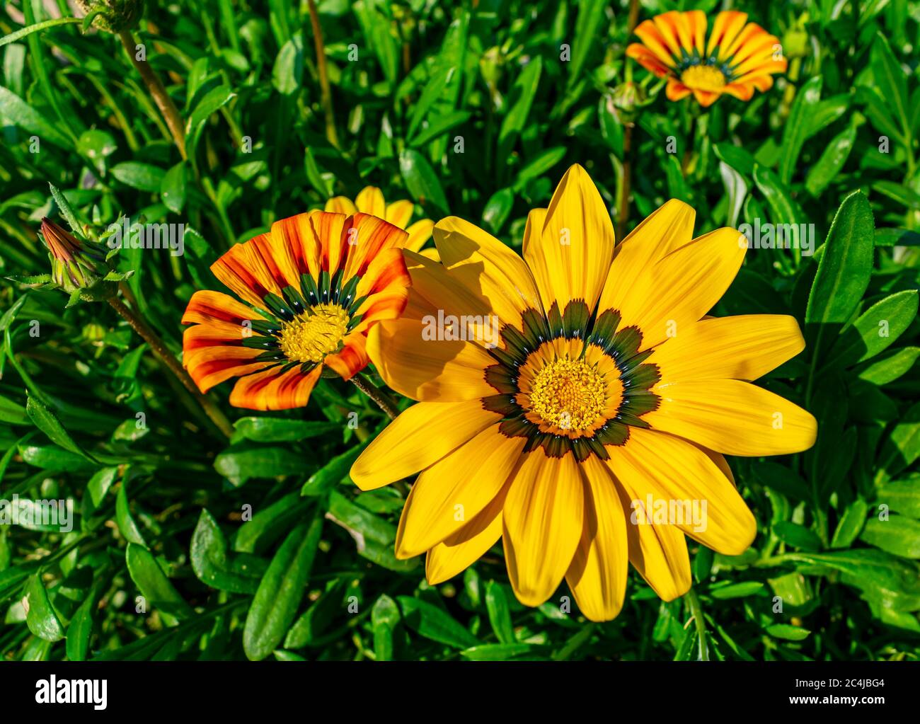 Flowers in Sunder nursery, Delhi, India Stock Photo - Alamy