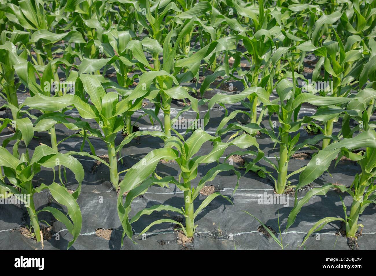 Sweetcorn plants seen growing with a black plastic serving as mulch ...