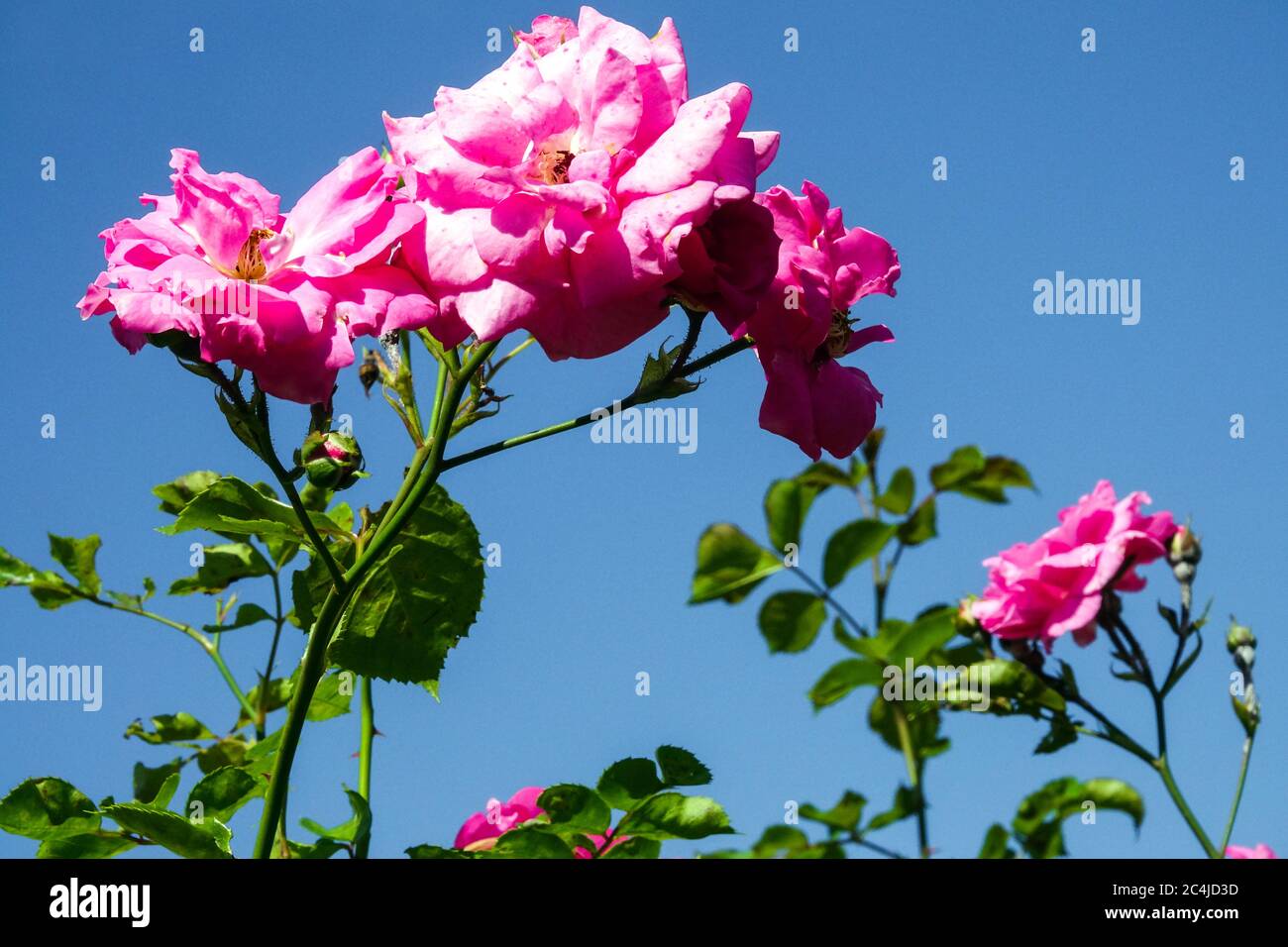 Rosa chaplins rosa hi-res stock photography and images - Alamy