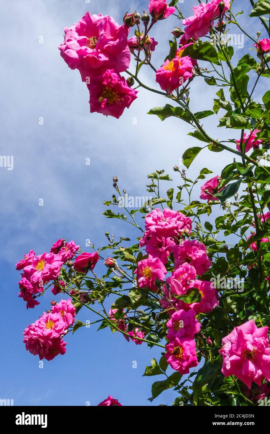 Rose Rosa 'Chaplin's Pink' Rambler roses Stock Photo - Alamy