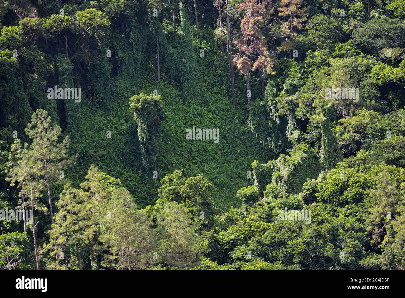 Aerial view on tropical rainforest, Mauritius Stock Photo - Alamy