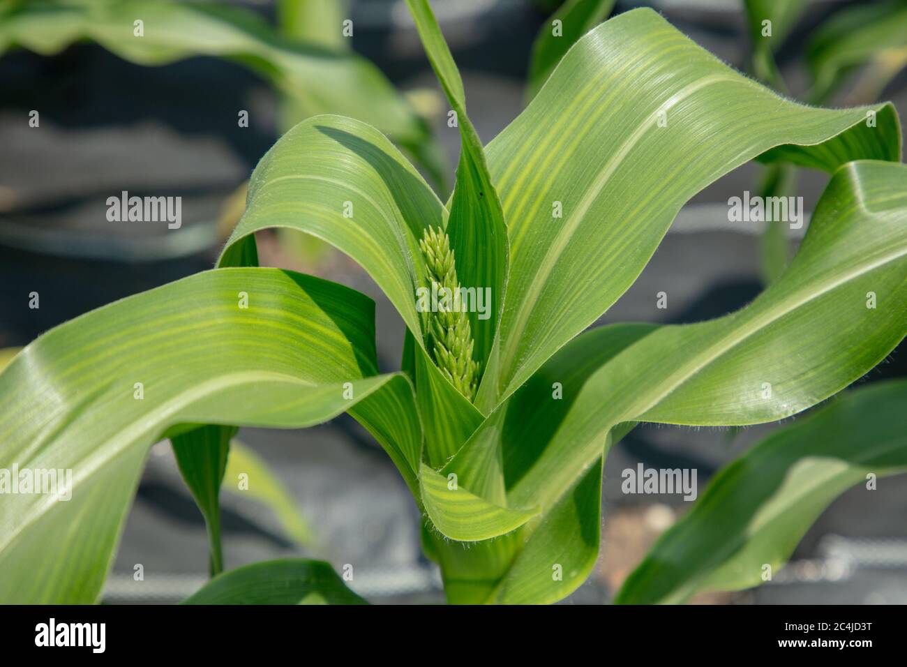 Cultivating sweetcorn hi-res stock photography and images - Alamy