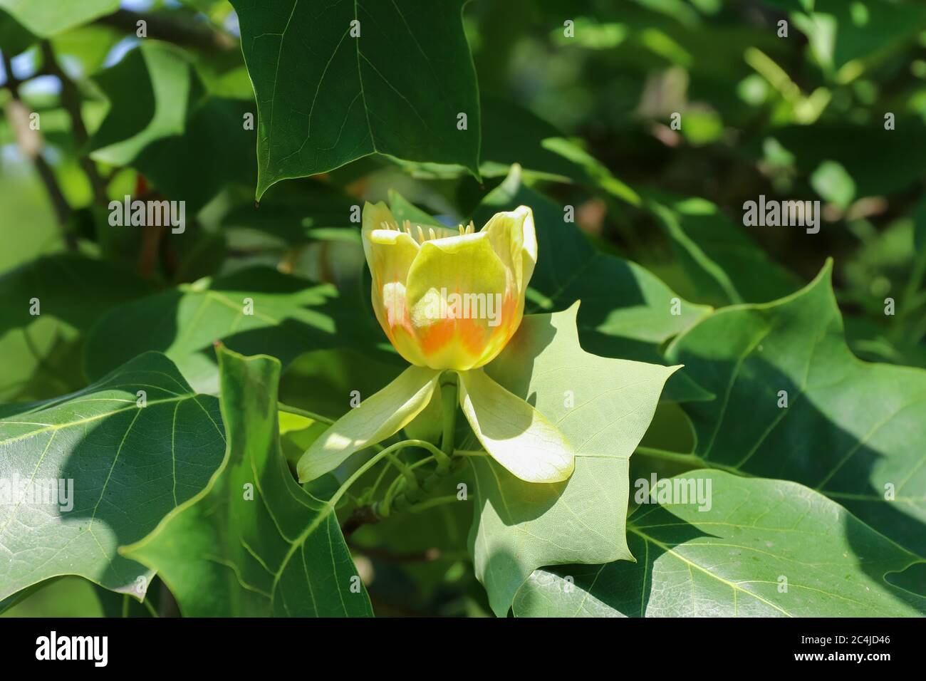 Tulip poplar tree hi-res stock photography and images - Alamy