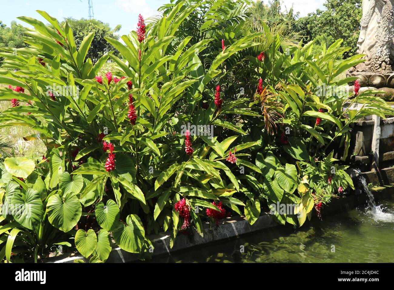 Alpinia purpurata, red ginger, also called ostrich plume and pink cone ...