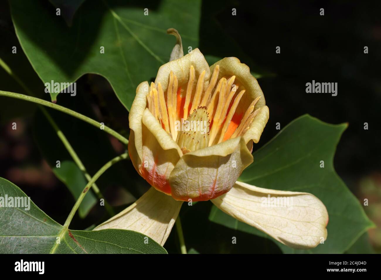Tulip poplar tree hi-res stock photography and images - Alamy