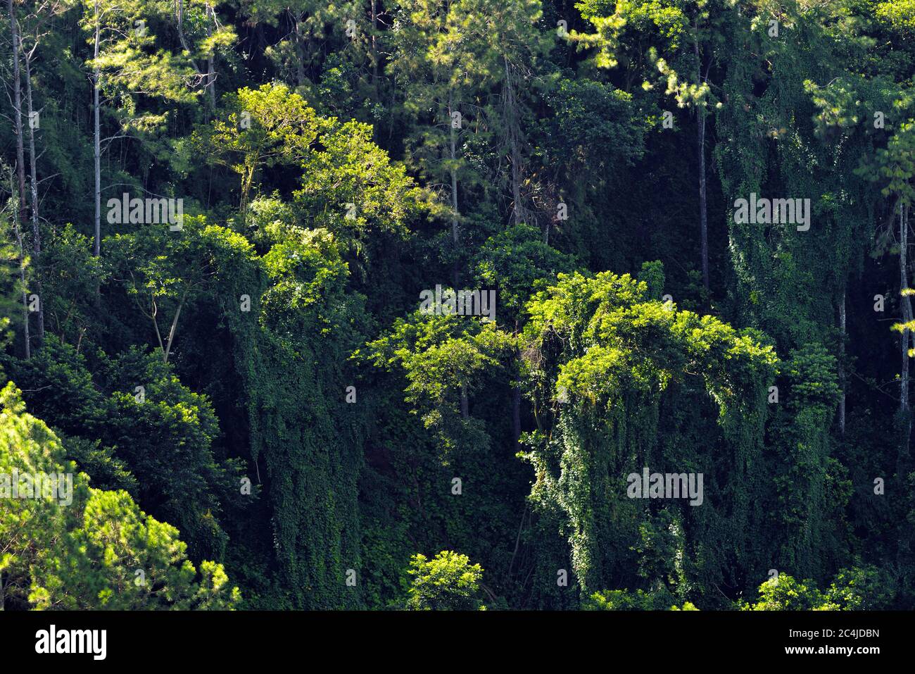 Aerial view on tropical rainforest, Mauritius Stock Photo - Alamy