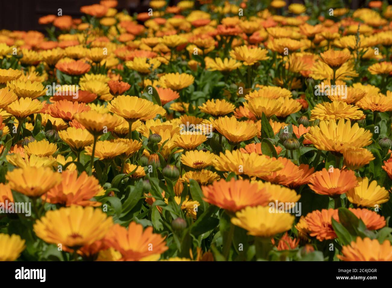 Large group of orange and yellow Calendula officinalis seen in full sun ...