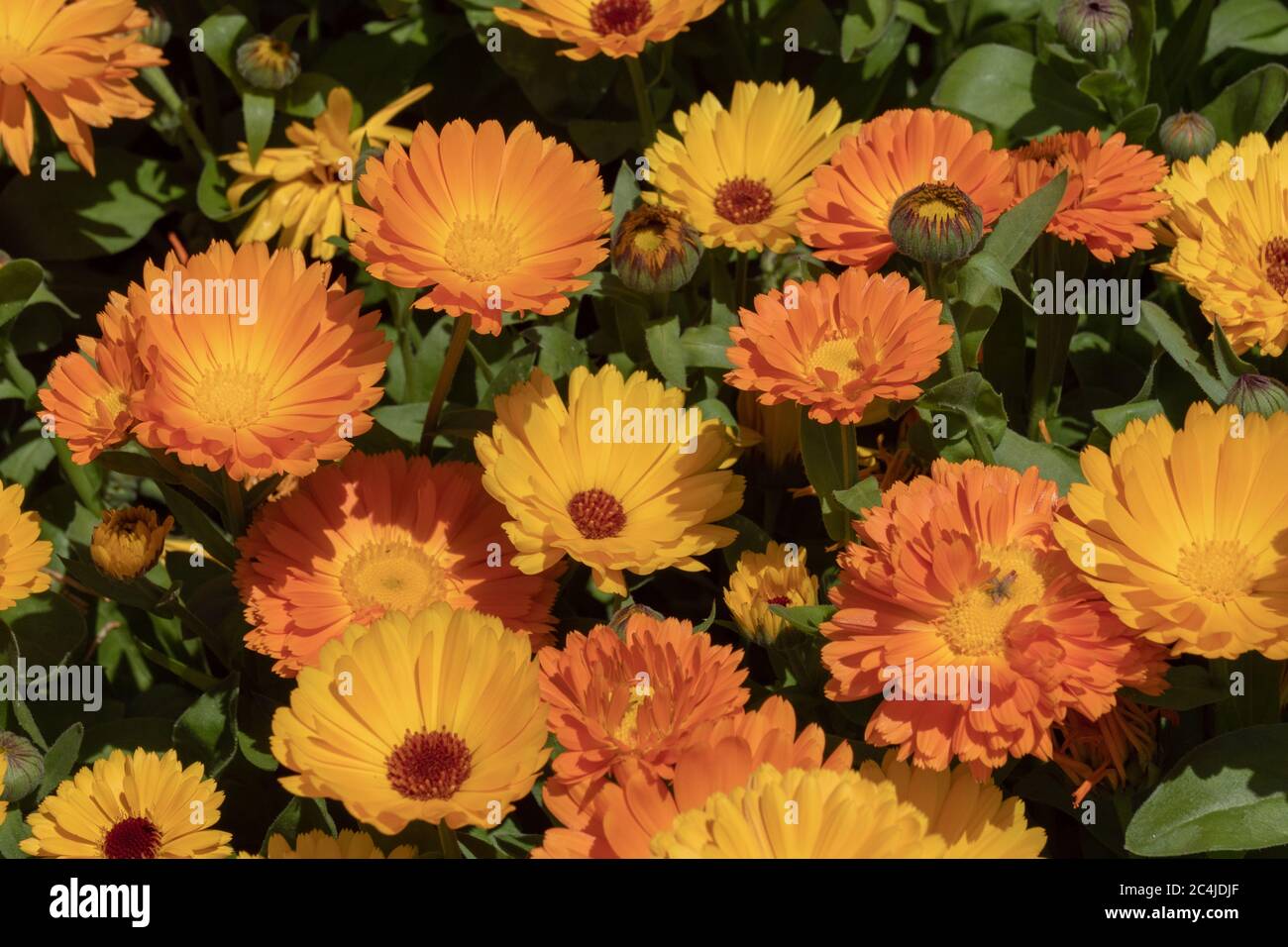 Large group of orange and yellow Calendula officinalis seen in full sun ...