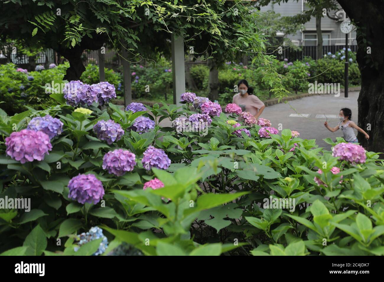 Hydrangea tokyo hi-res stock photography and images - Alamy