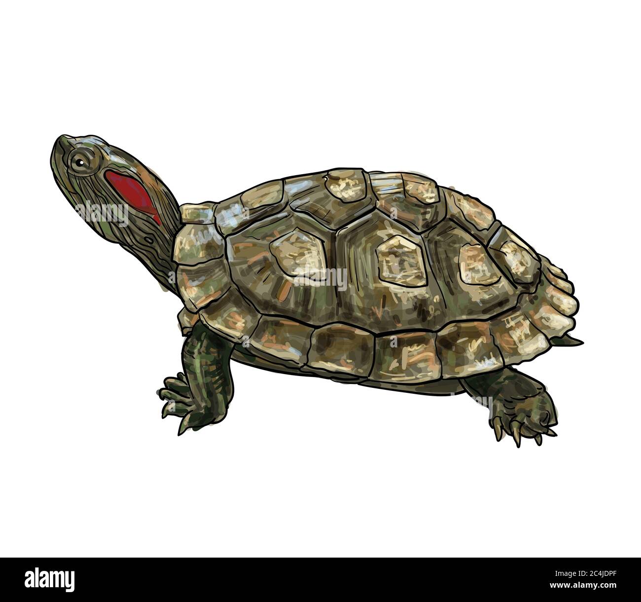 Trachemys scripta elegans Stock Vector Images - Alamy