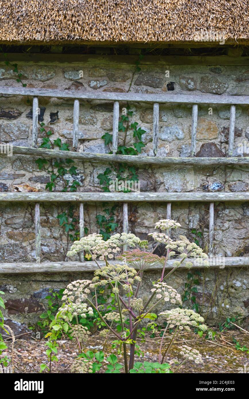 Wooden ladders hi-res stock photography and images - Alamy