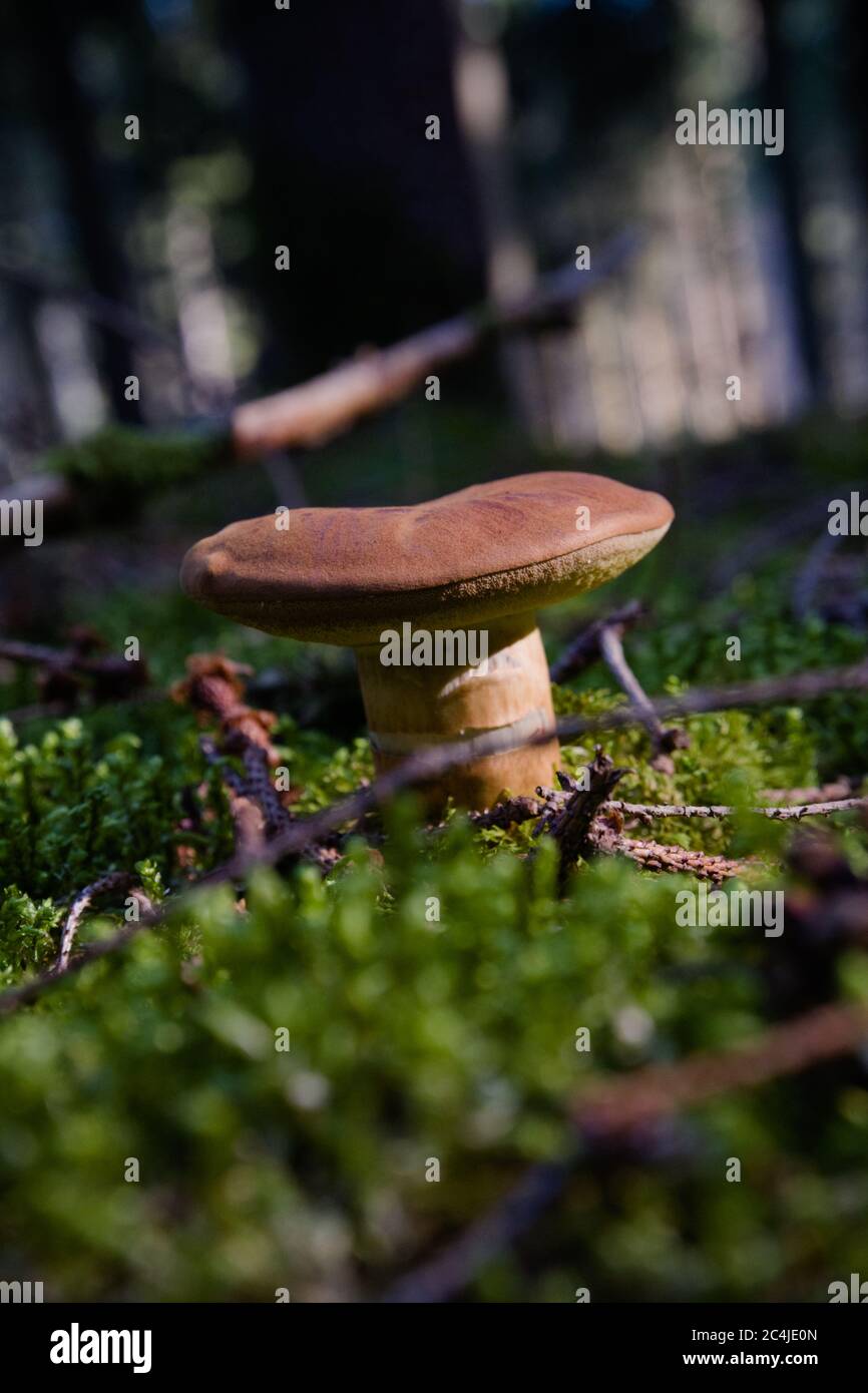 Bolet mushroom hi-res stock photography and images - Alamy