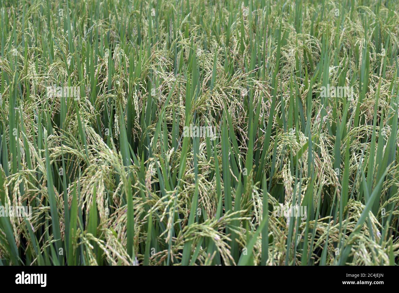 Paddy crops hi-res stock photography and images - Alamy