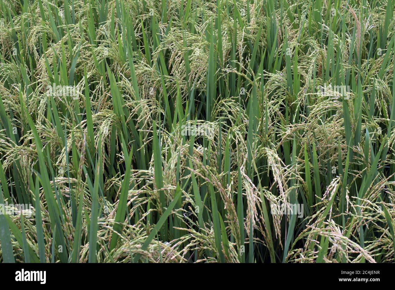 Paddy Crops can be seen in a Field near of Dhaka Stock Photo - Alamy