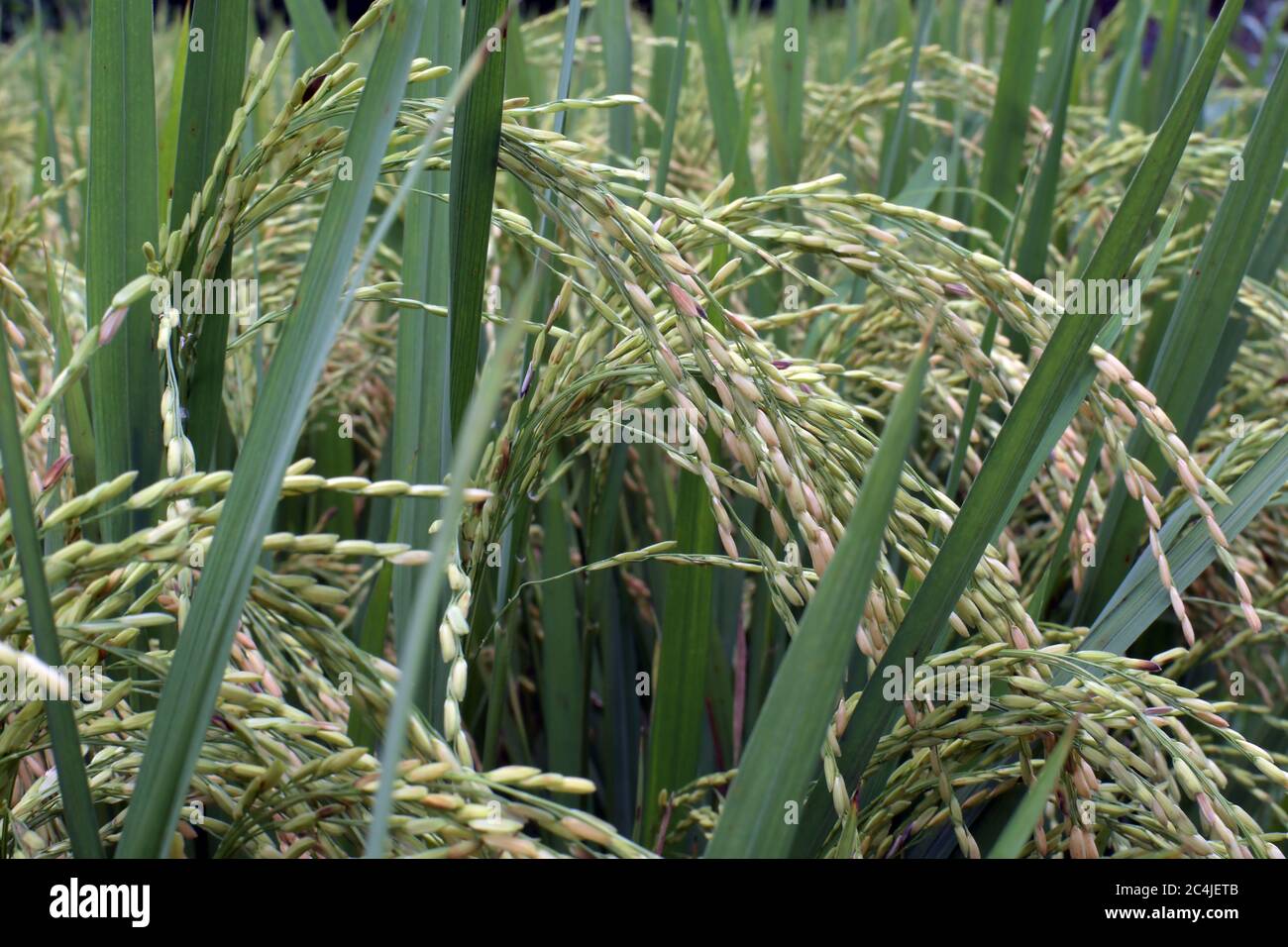 Paddy Crops can be seen in a Field near of Dhaka Stock Photo - Alamy
