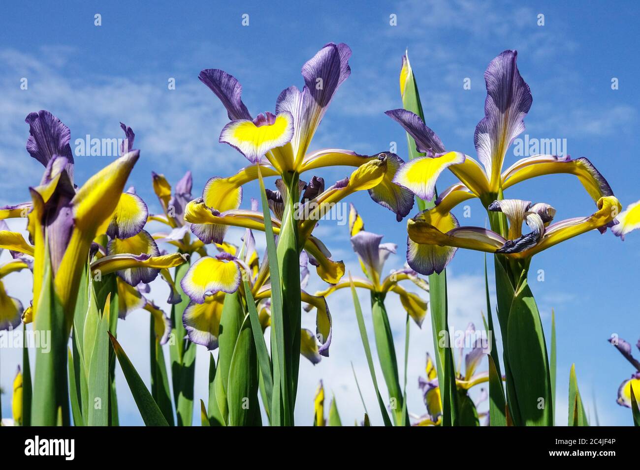 Yellow flower with blue background hi-res stock photography and images ...
