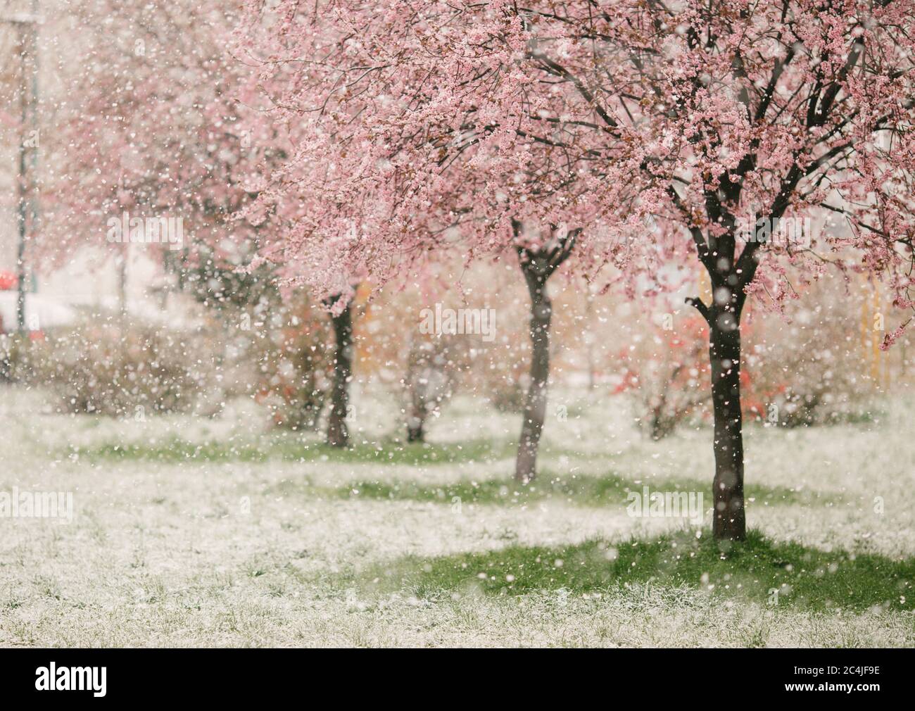 Snow falling on a spring blossom trees Stock Photo - Alamy