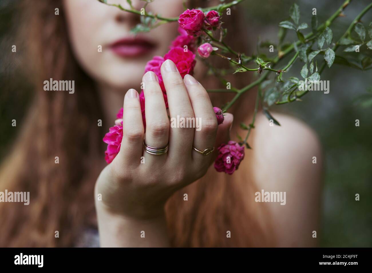 Woman's hand holding pink roses Stock Photo - Alamy