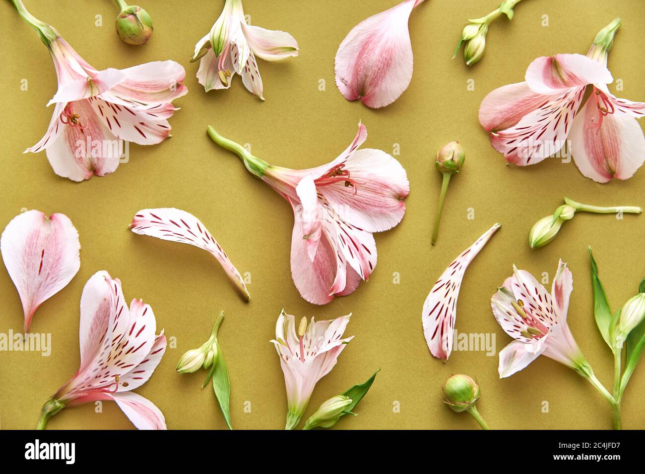 Lily of the Incas flower pattern on a colorful background. Top view ...