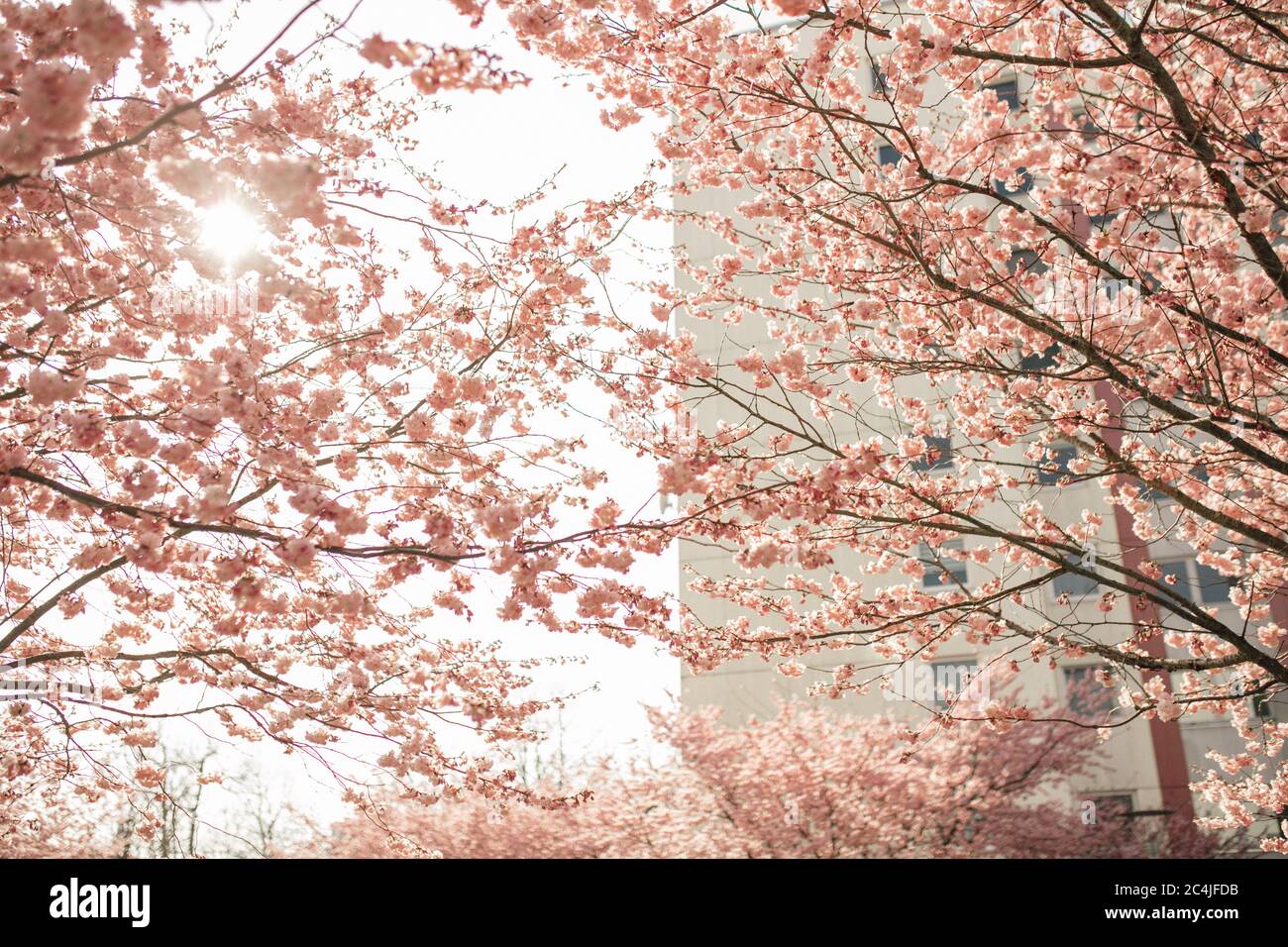 Beautiful cherry blossom trees hi-res stock photography and images - Alamy
