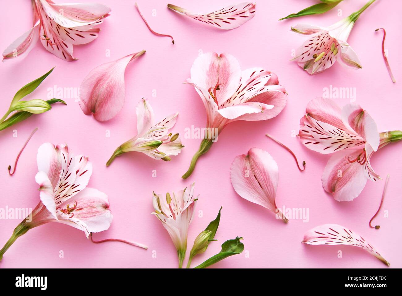 Lily of the Incas flower pattern on a pink background. Top view Stock ...