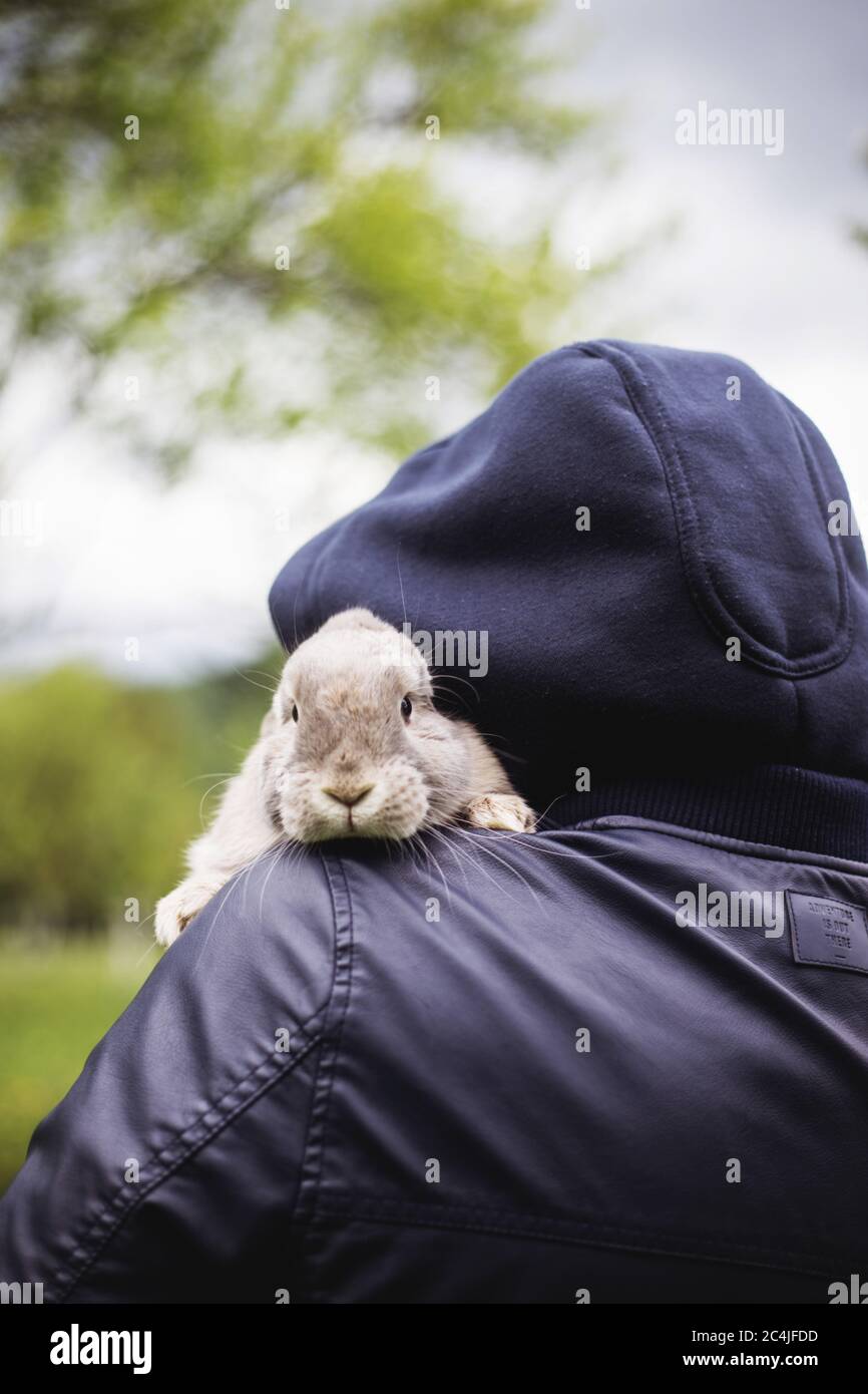 Rabbit shoulder hi-res stock photography and images - Alamy