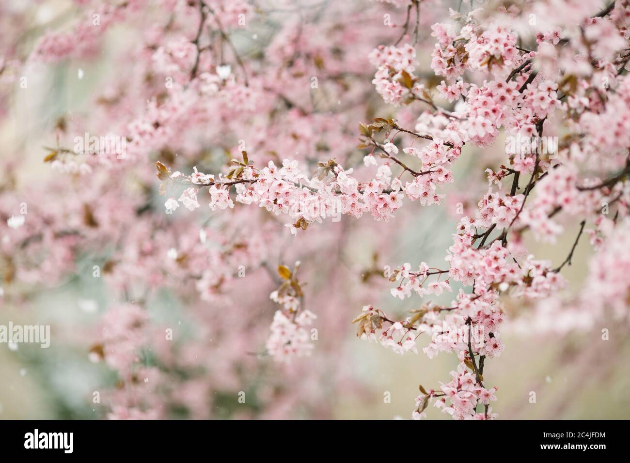 Snow falling on cherry tree hi-res stock photography and images - Alamy