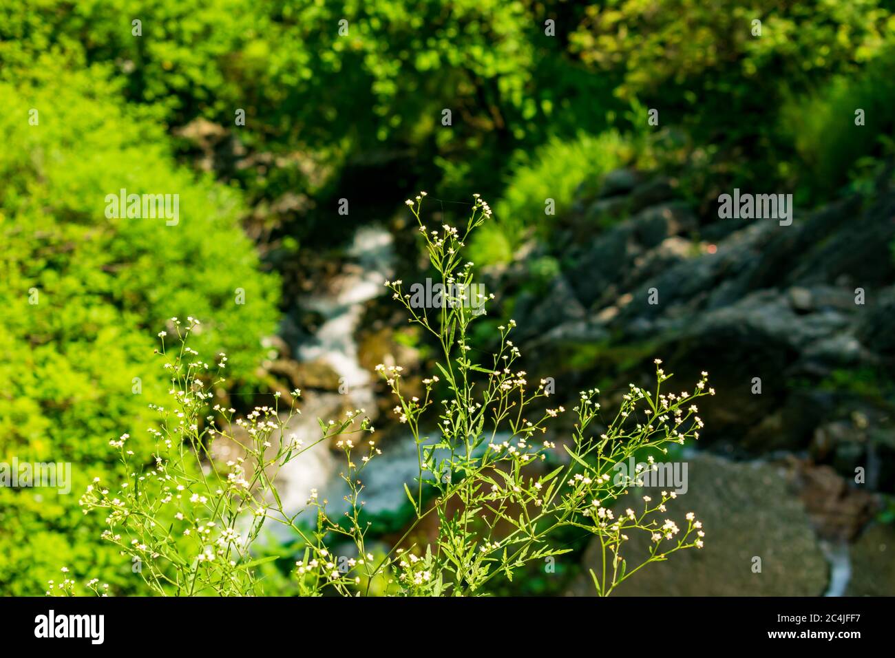 Roadside wild flowers, road to Mussoorie, Uttarakhand, India Stock ...