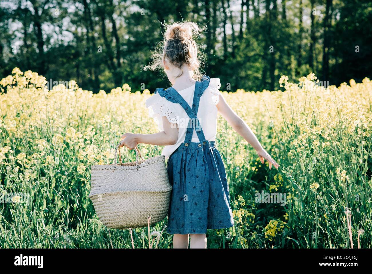 young girl collecting flowers in a basket in a flower field in Sweden ...