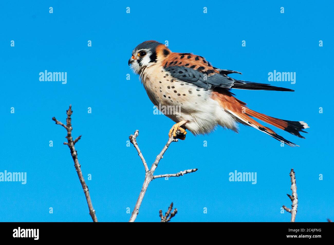 American kestrel male hi-res stock photography and images - Alamy