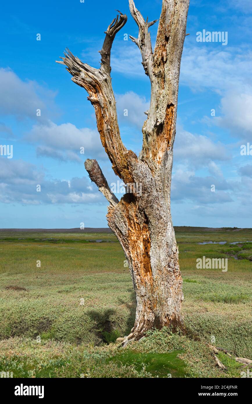 Dead trees in the saltmarsh at Butchers Plantation in Porlock Bay ...
