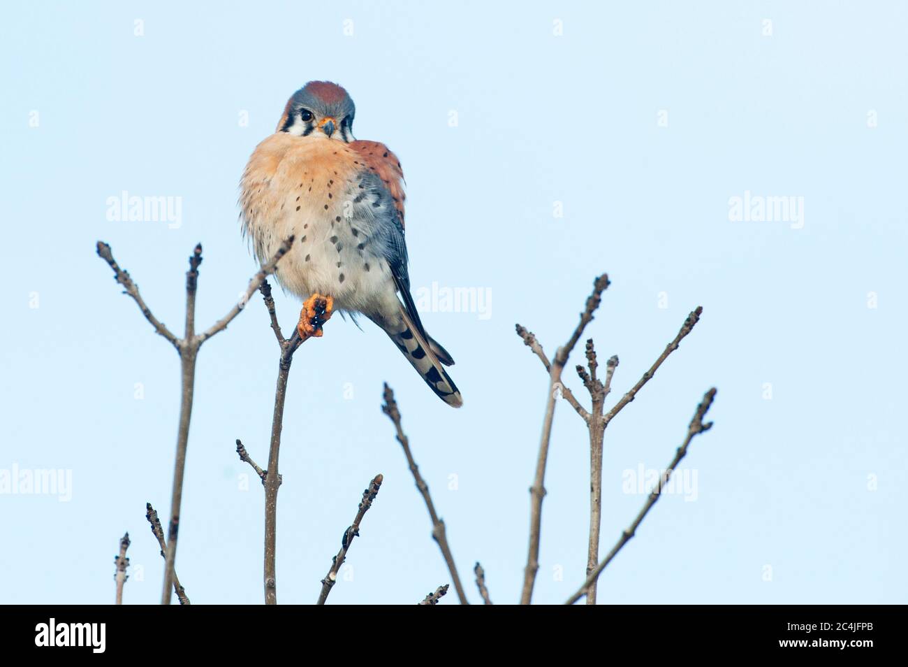 American kestrel male hi-res stock photography and images - Alamy