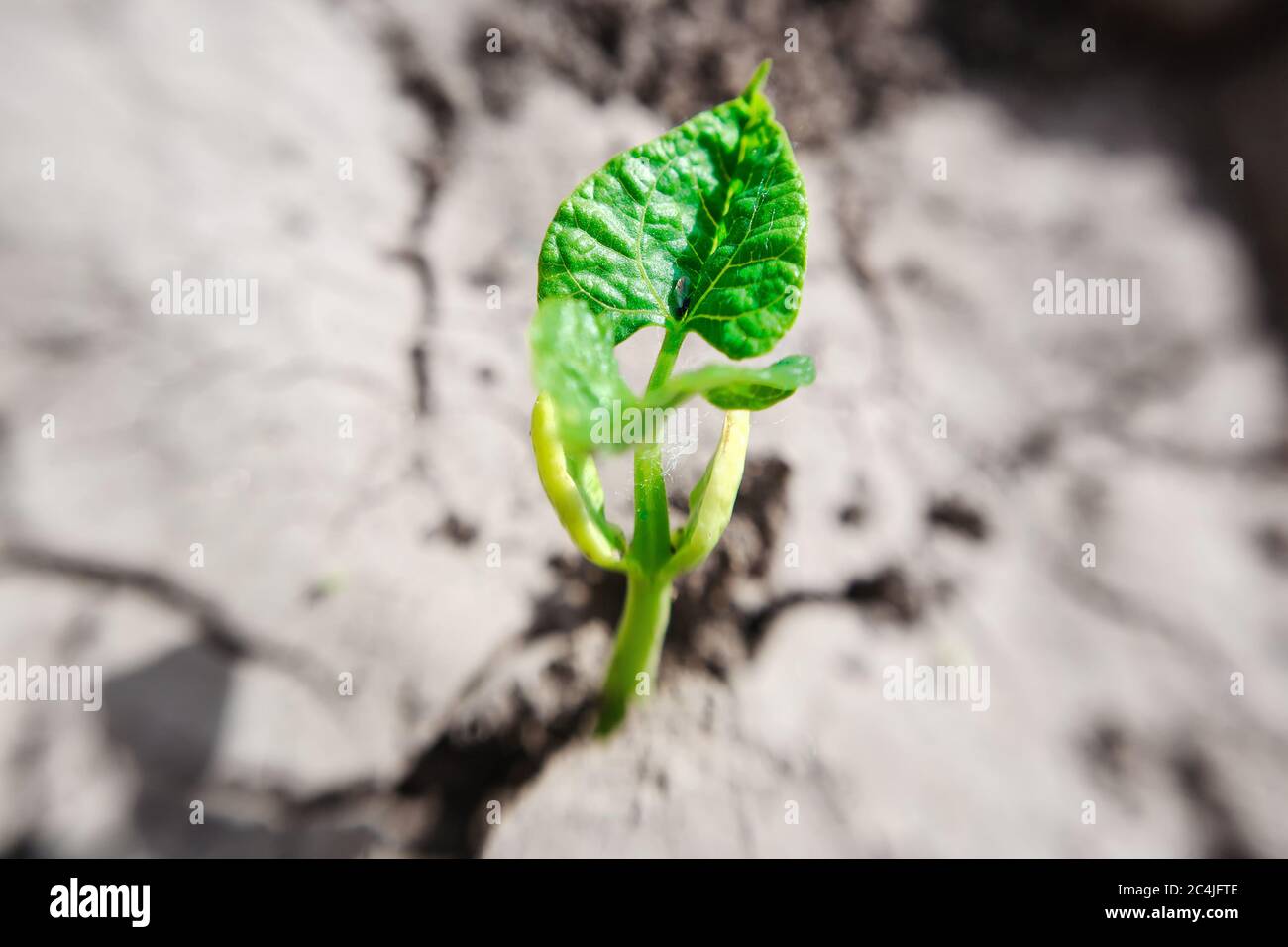 Macro of one bean germ and shoot with first green leaves over soil ...