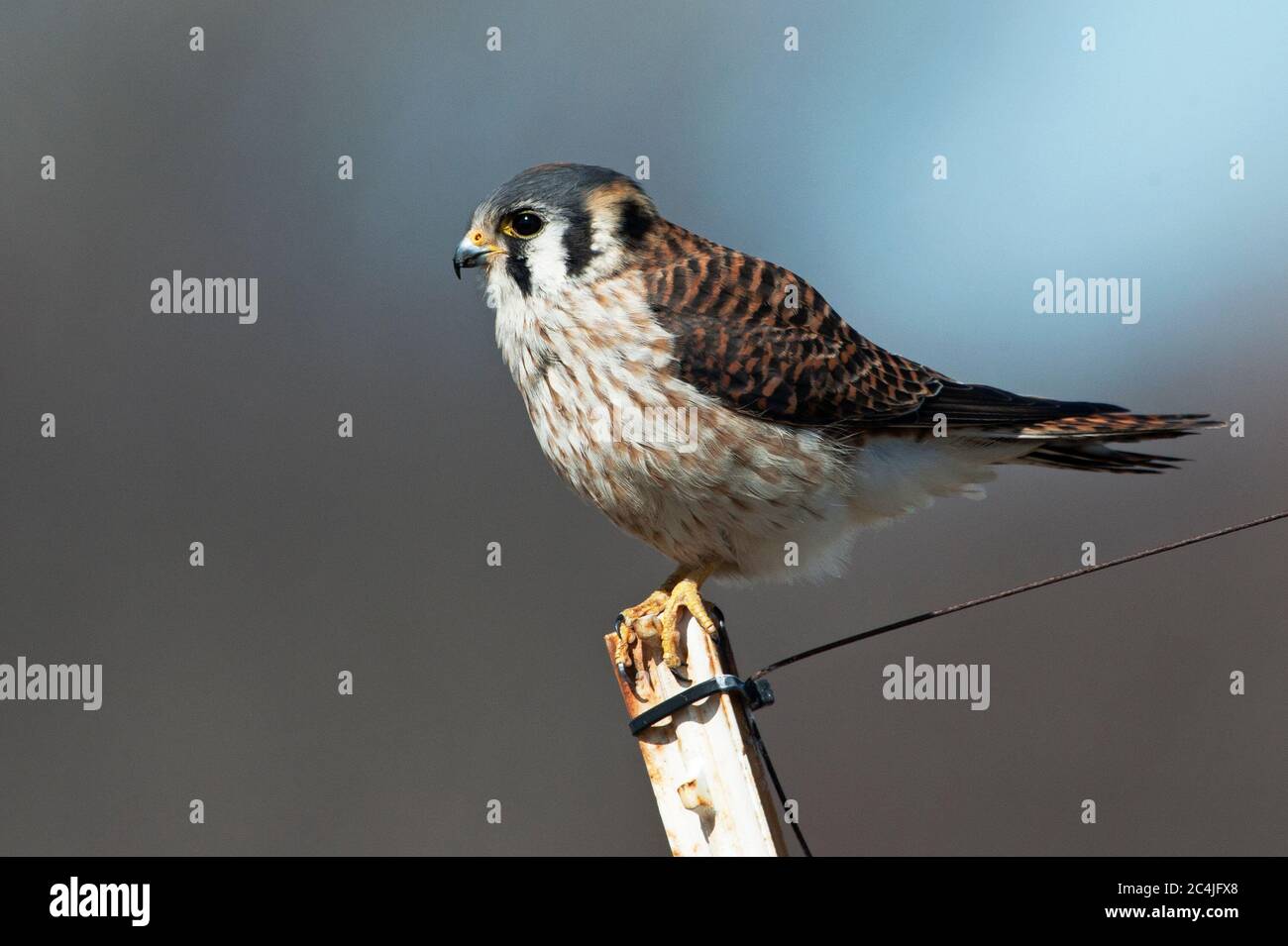 American kestrel falcon hi-res stock photography and images - Alamy