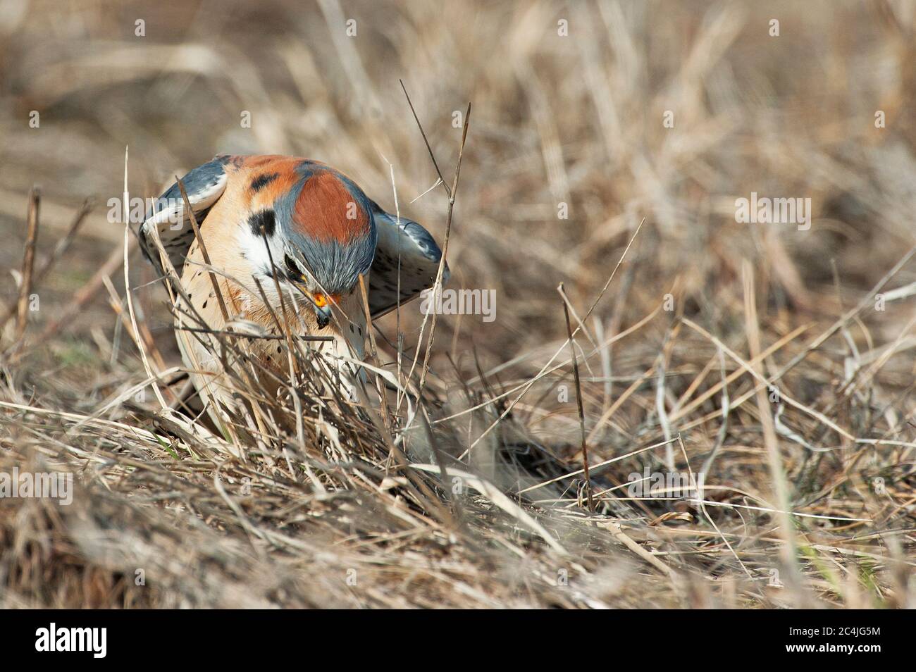 Male American kestrel hunting for insects in grassland habitat Stock ...