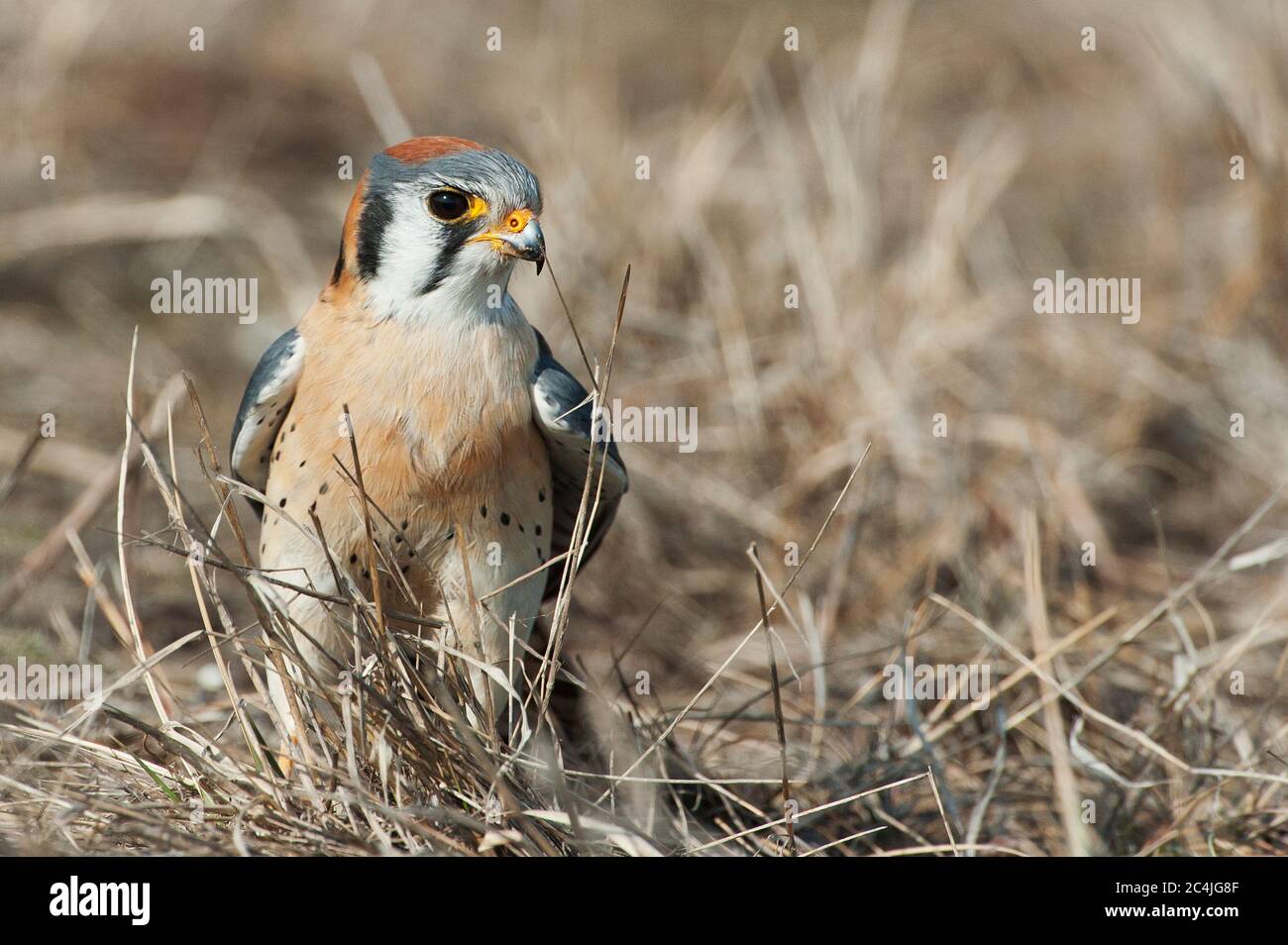 Male American kestrel hunting for insects in grassland habitat Stock ...