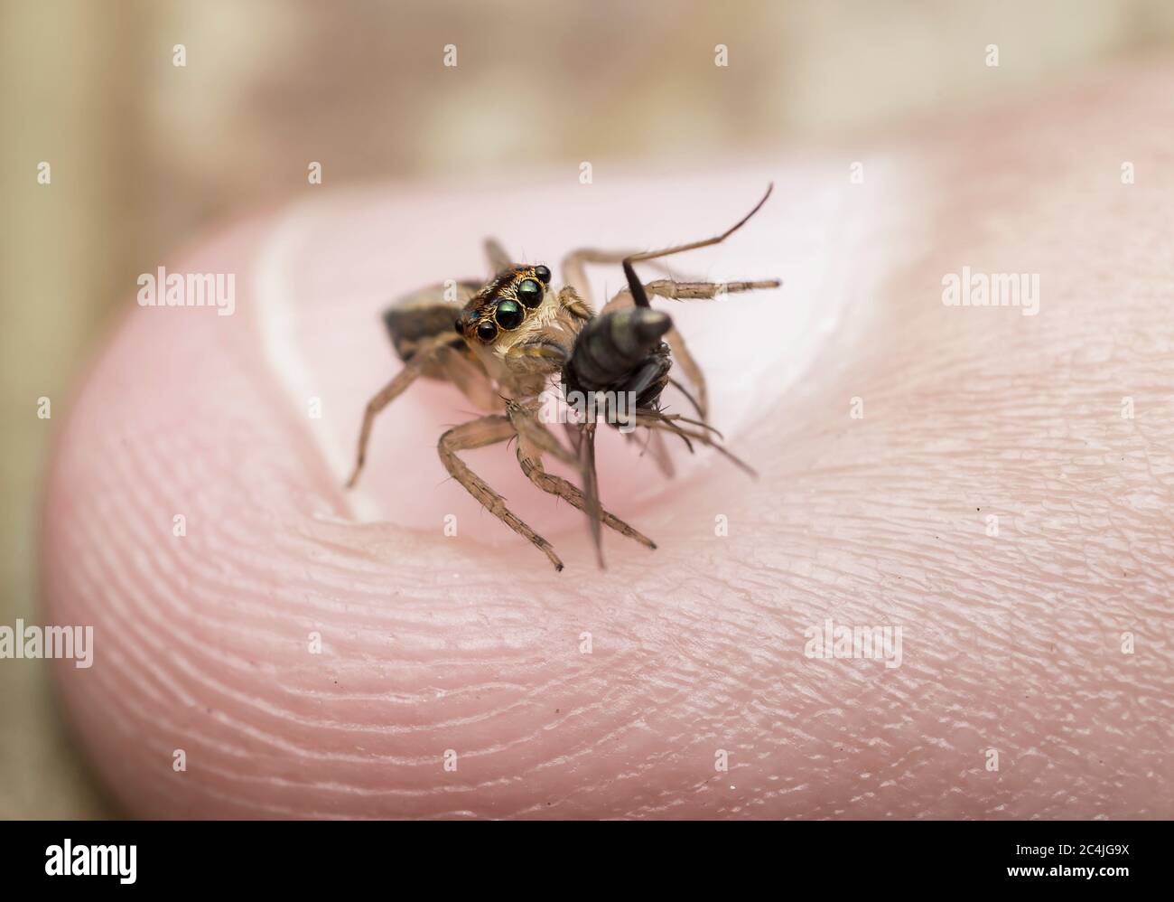 Jumping spider that just captured its prey Stock Photo - Alamy