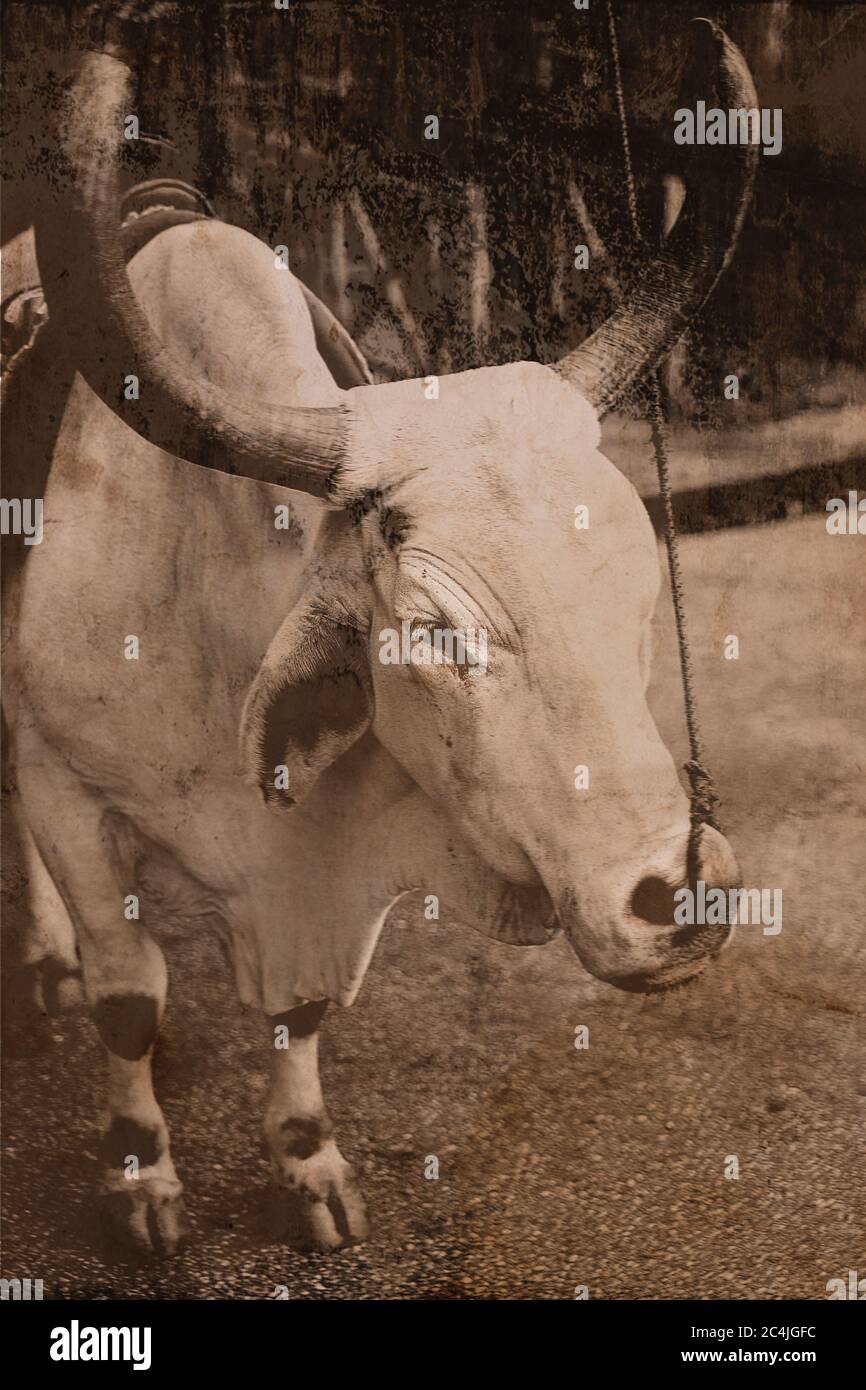 Cuba cow hi-res stock photography and images - Alamy