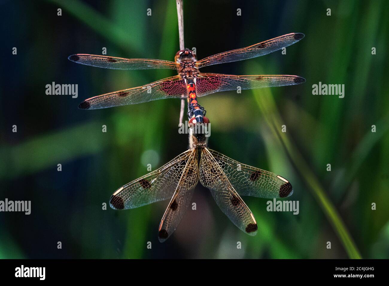 Mating calico pennant dragonflies at Tiny Marsh Provincial Wildlife ...