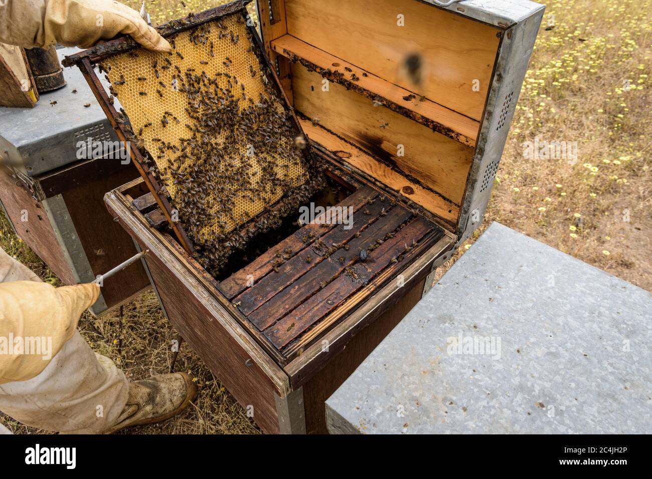 Rural and natural beekeeper, working to collect honey from hives with ...