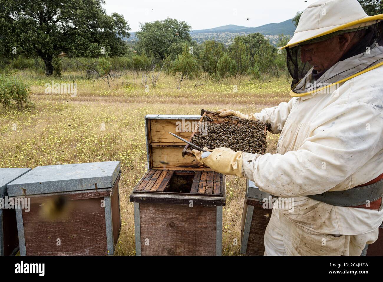 Rural and natural beekeeper, working to collect honey from hives with ...
