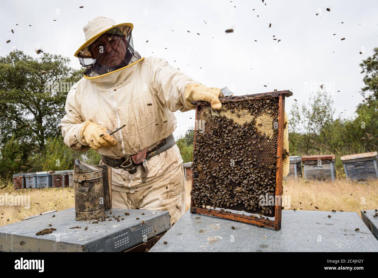 Rural and natural beekeeper, working to collect honey from hives with ...
