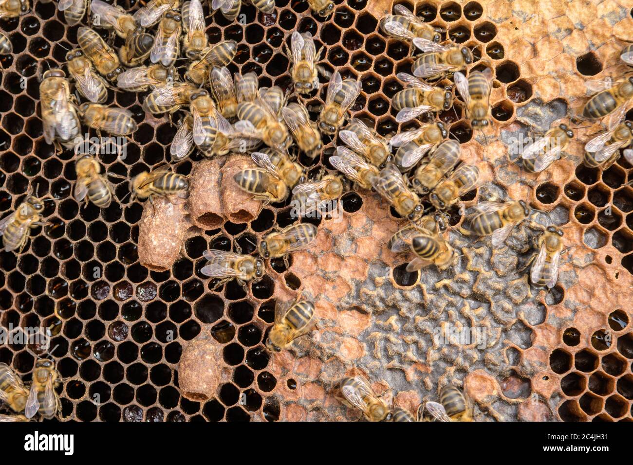 Queen bee cones in honeycomb Stock Photo - Alamy