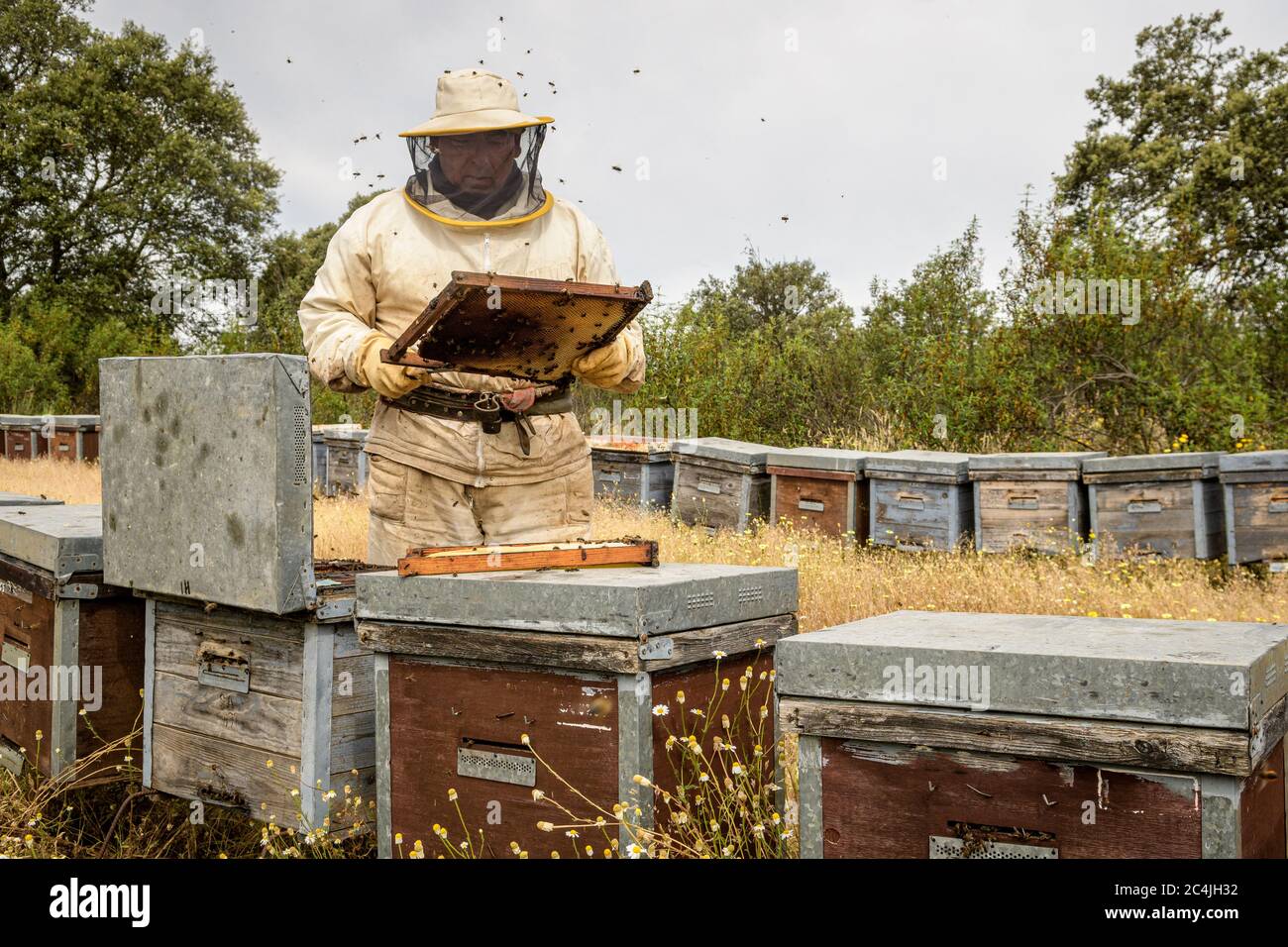 Rural and natural beekeeper, working to collect honey from hives with ...