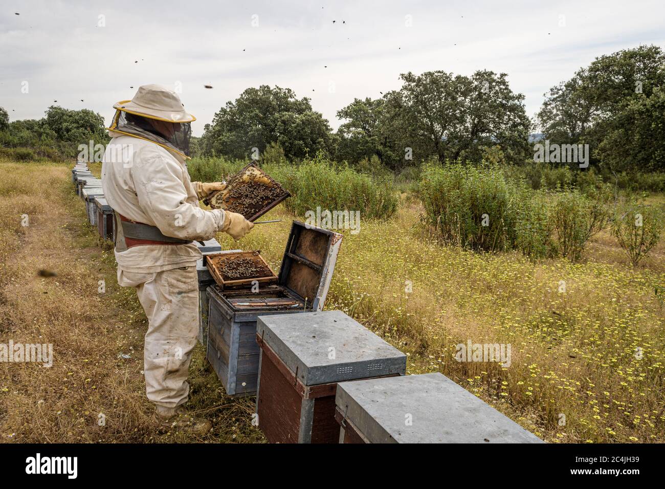 Rural and natural beekeeper, working to collect honey from hives with ...