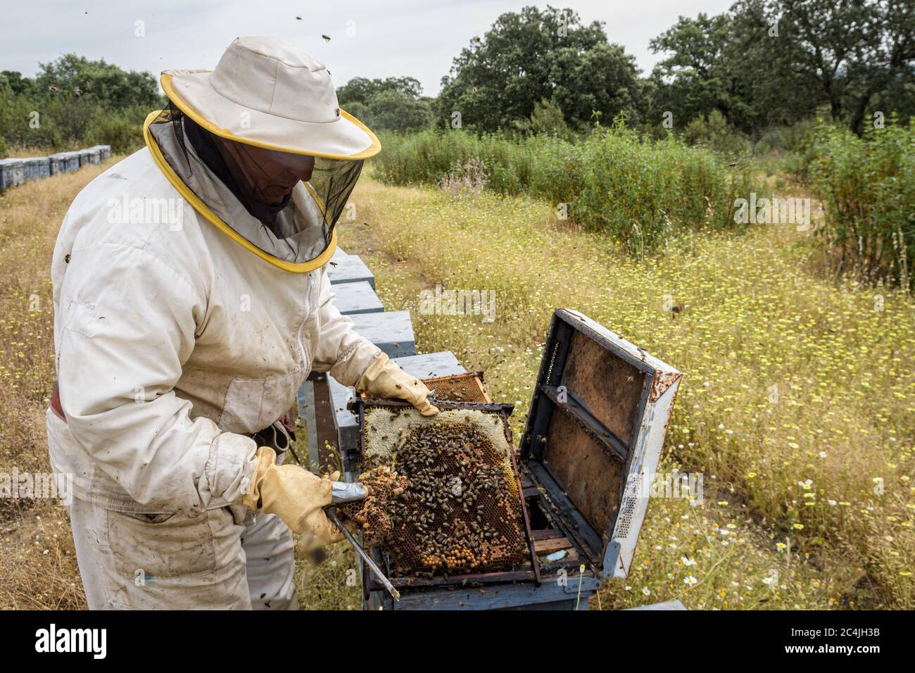 Rural and natural beekeeper, working to collect honey from hives with ...
