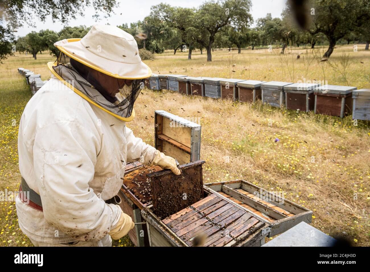 Rural and natural beekeeper, working to collect honey from hives with ...